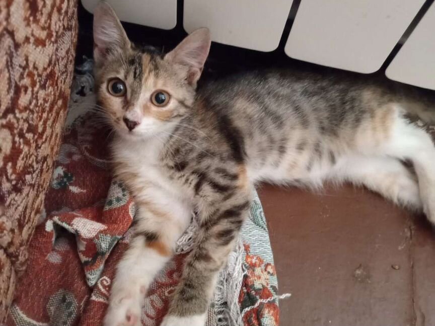 Котенок Злата