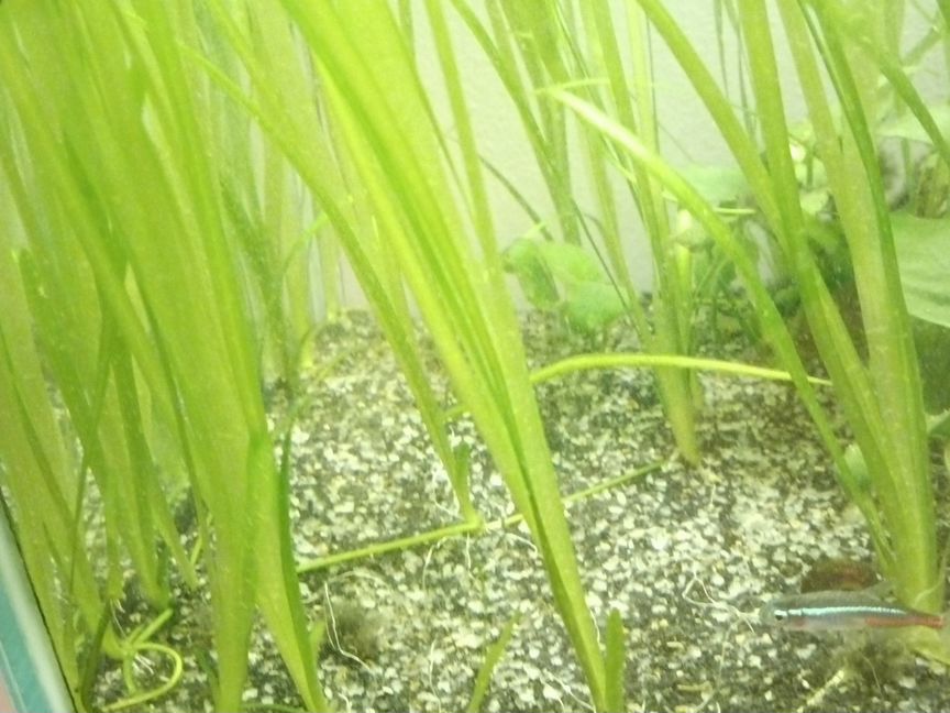 Валлиснерия