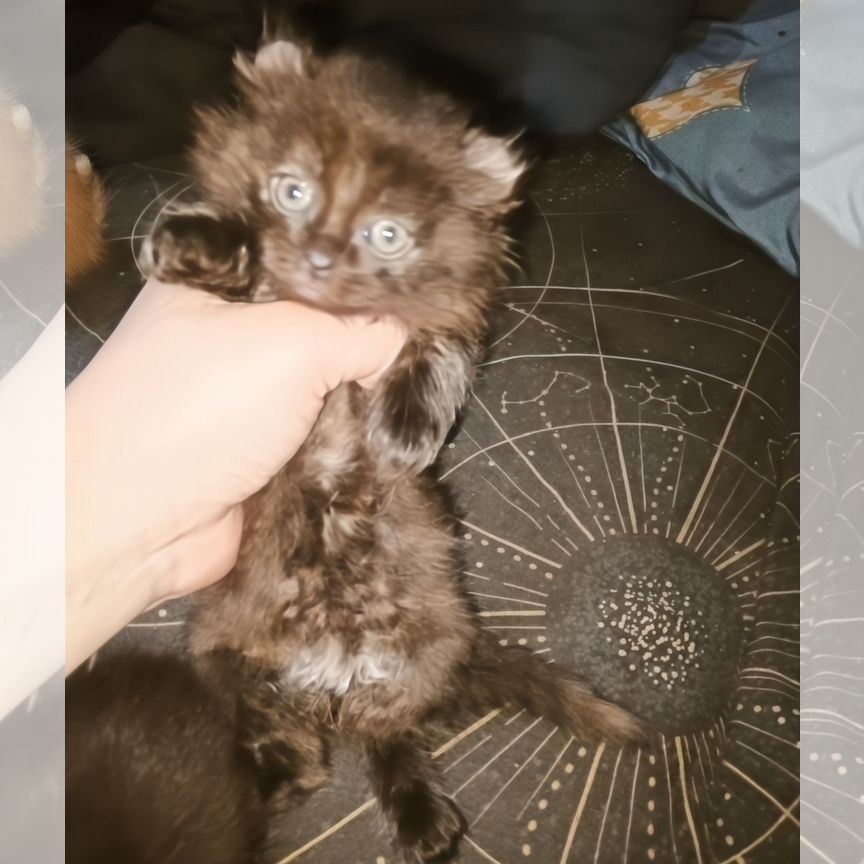 Американский кёрл длинношёрстный котёнок