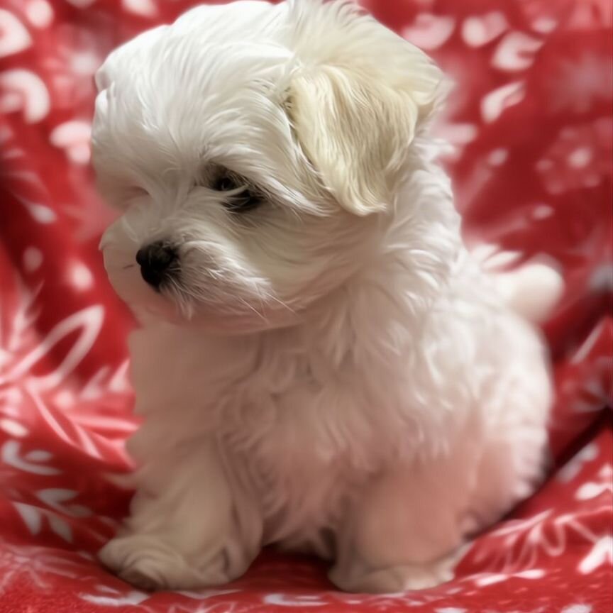 Мальтийская болонка, щенок