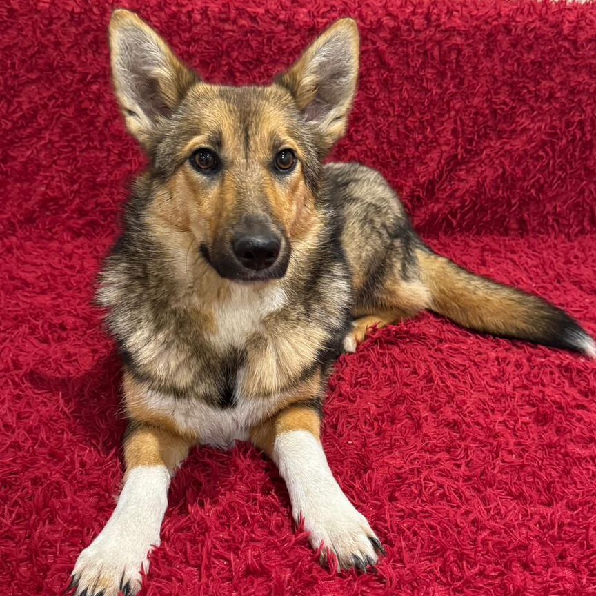 Взрослая собака в добрые руки