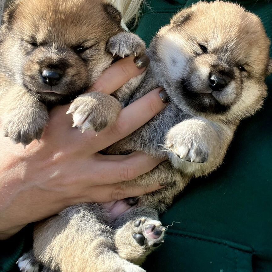 Мальчик сиба ину