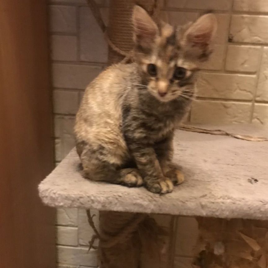 Кошечка