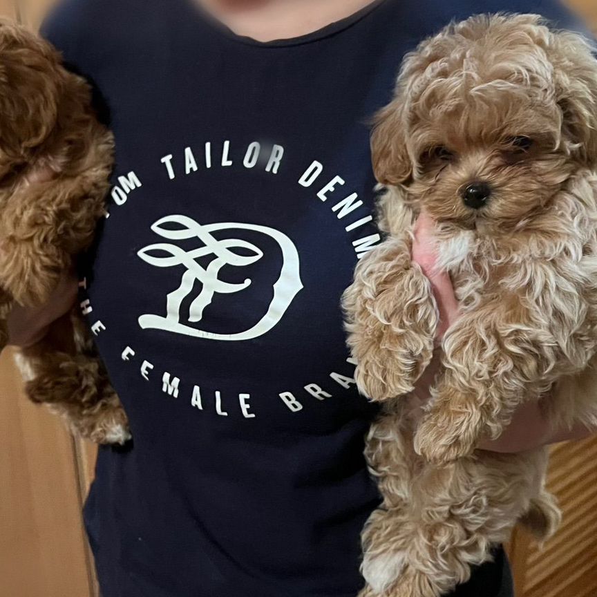 Мальтипу, щенок