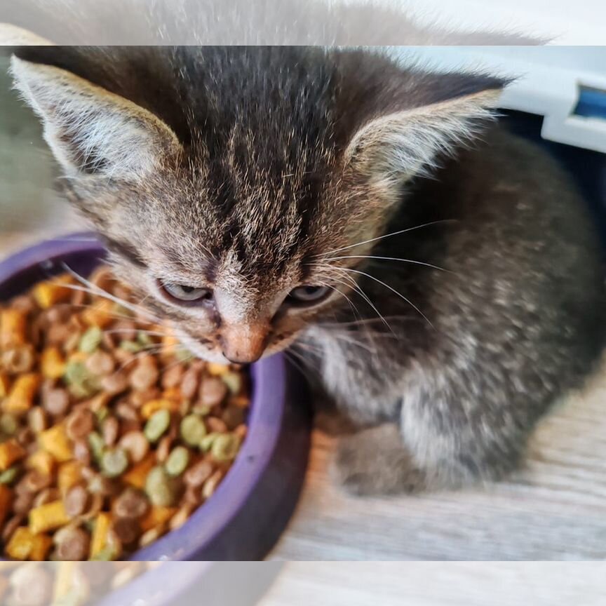 Котята в заботливые руки