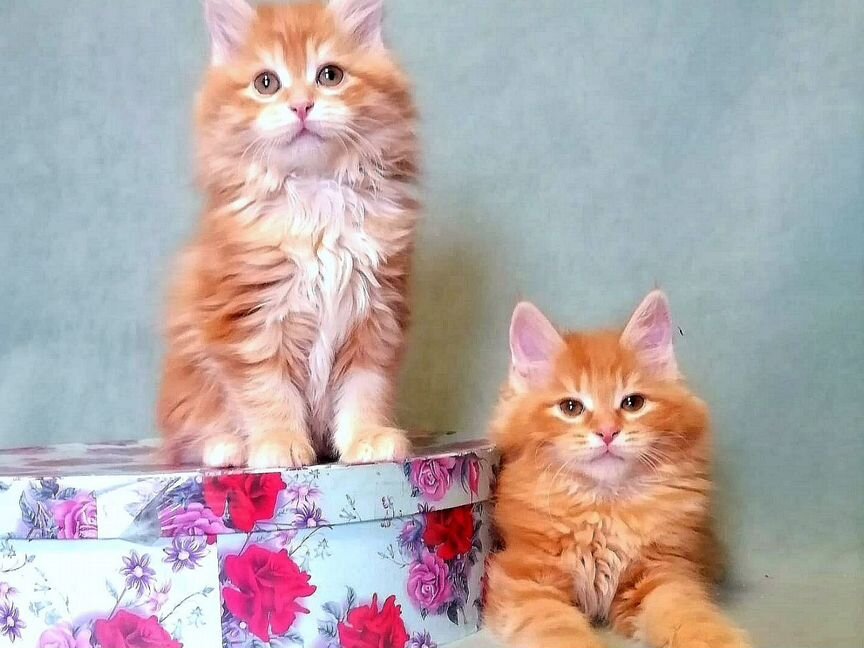 Котики куробобики