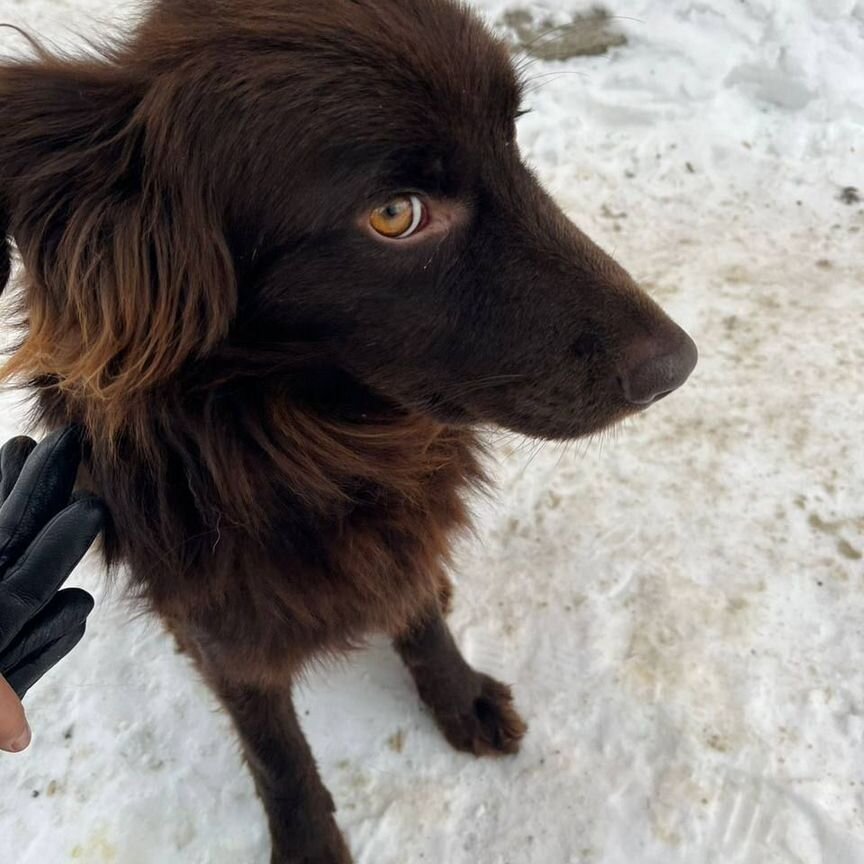 Хозяин погиб на сво, собака на улице, домашний