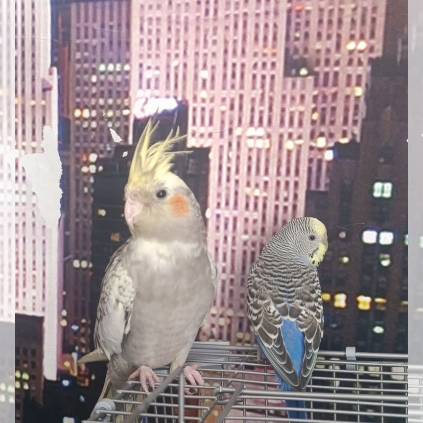 Волнистый попугай самка