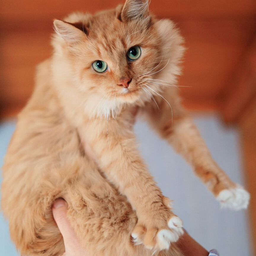 Котик в добрые руки