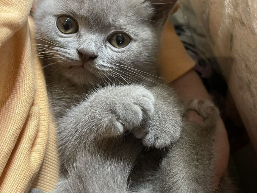 Шотландские котята малыши