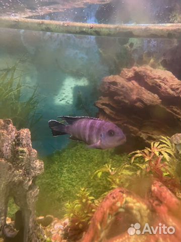 Аквариумные рыбы цихлиды