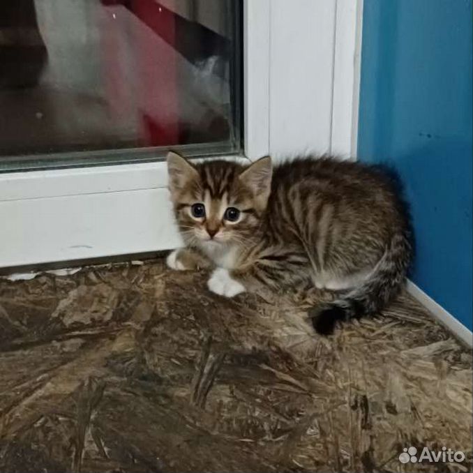 Котята мальчишки в дар бесплатно