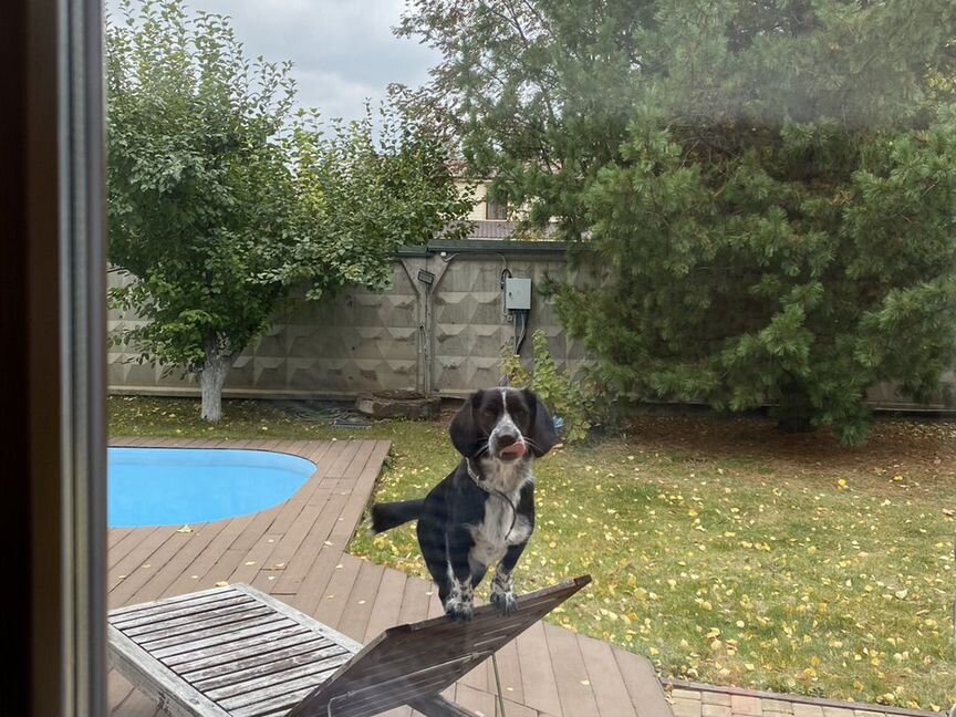 Русский спаениль с корги