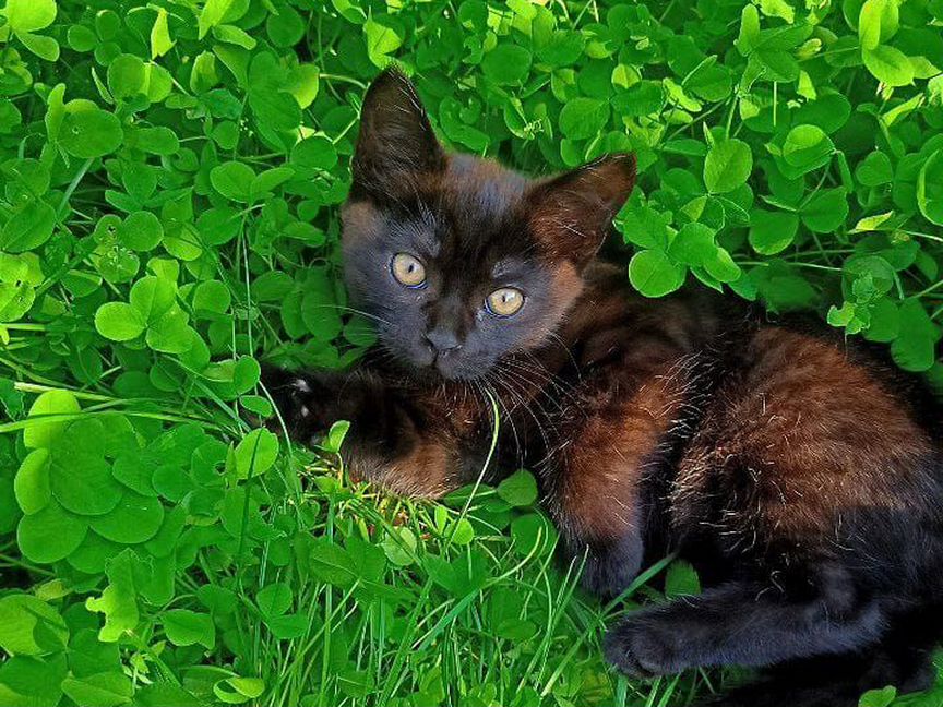 Черный котик от шотландской прямоухой