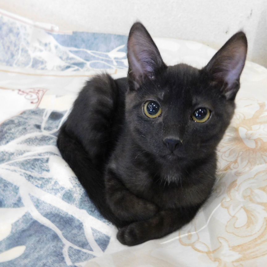 Котик, 4 месяца