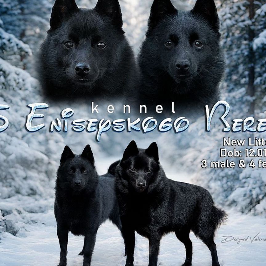 Схипперке, щенок