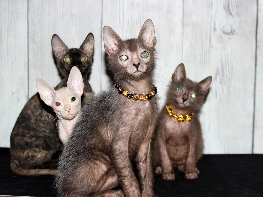 Ликой (ликои) и Донские сфинксы