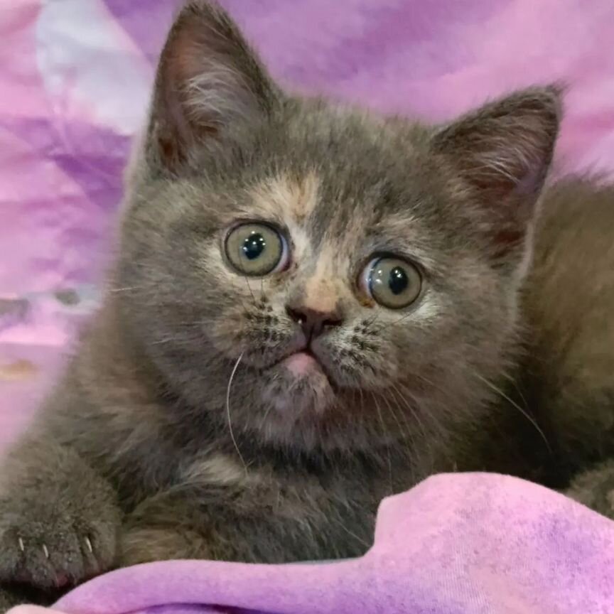 Шотландский прямоухий короткошёрстный котёнок