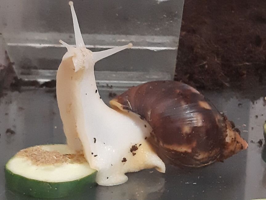 Коралл балянус