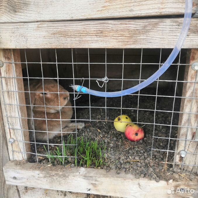 Продаю крольчих