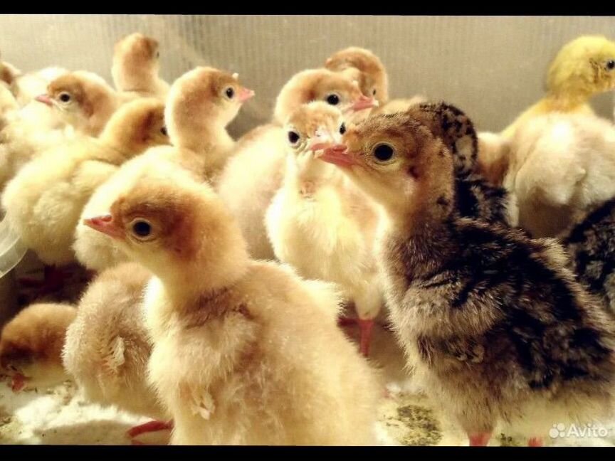 Индюшата суточные