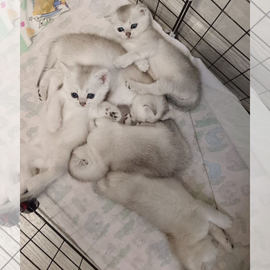 Шотландский прямоухий короткошёрстный котёнок