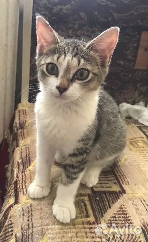 Котенок девочка очень умная и ласковая