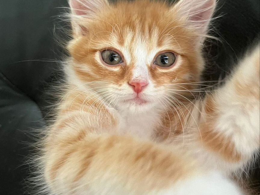 Кошка