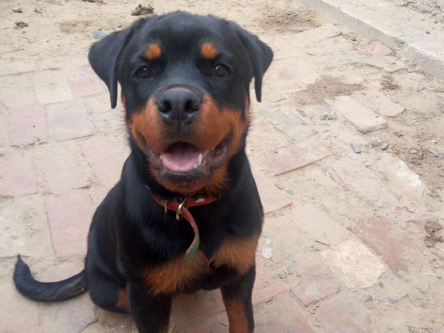 Щенки ротвейлера продажа