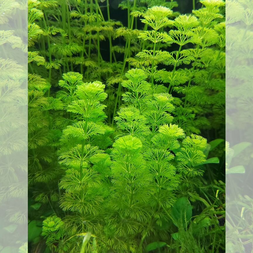 Лимнофила сидячецветковая