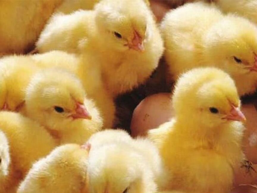 Цыплята несушки
