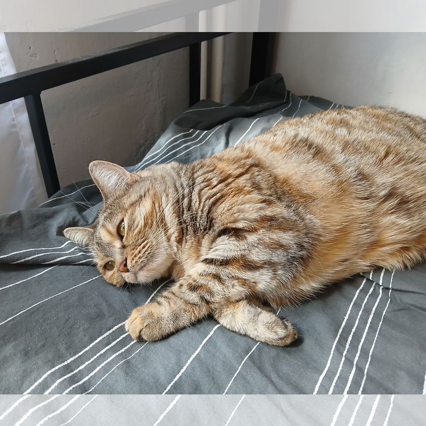 Кошка