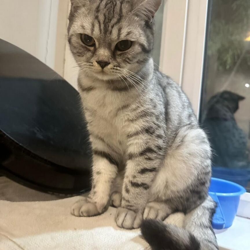 Шотландский прямоухий кот