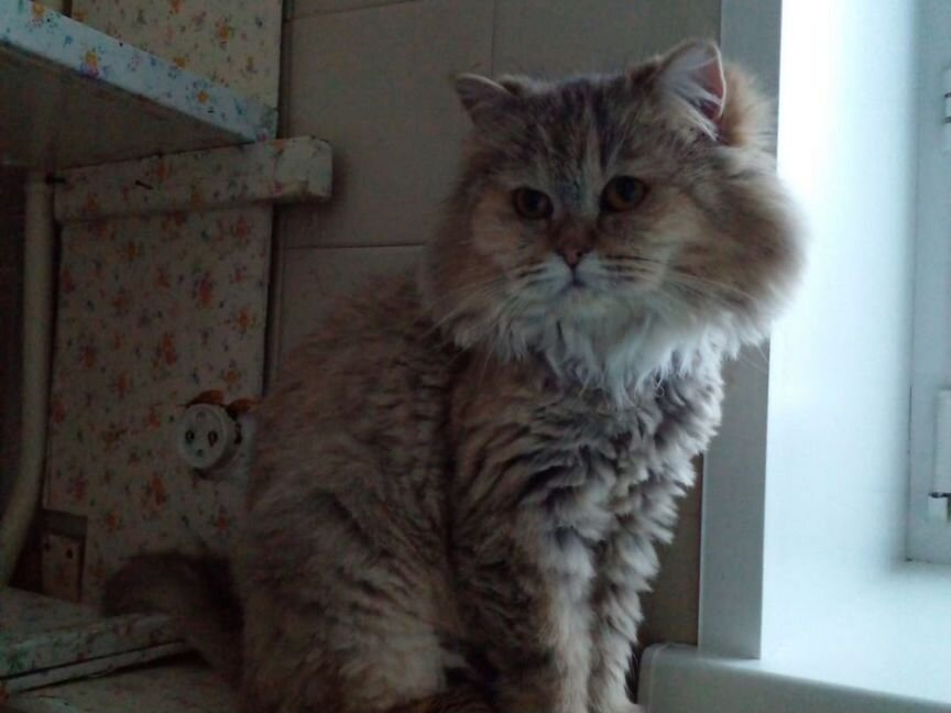 Кошечка британская шиншилла