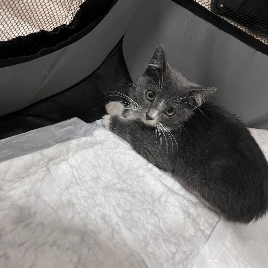 Котята в добрые руки