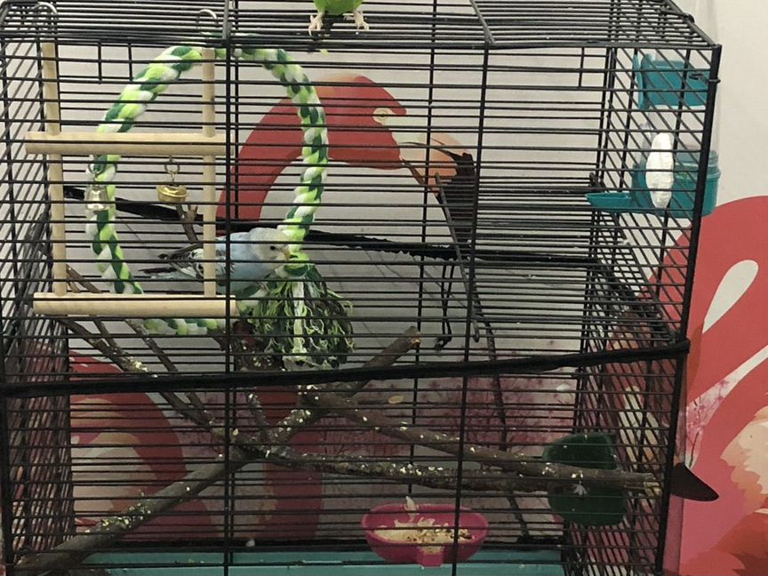 Попугаи с клеткой