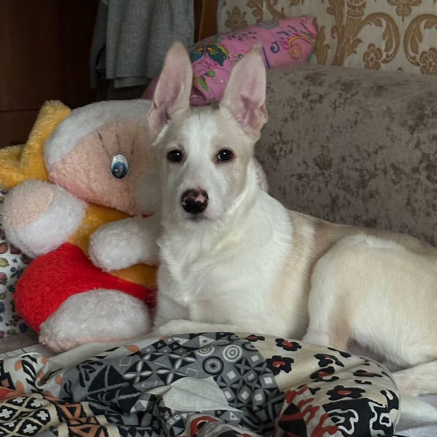 Щенок в добрые руки