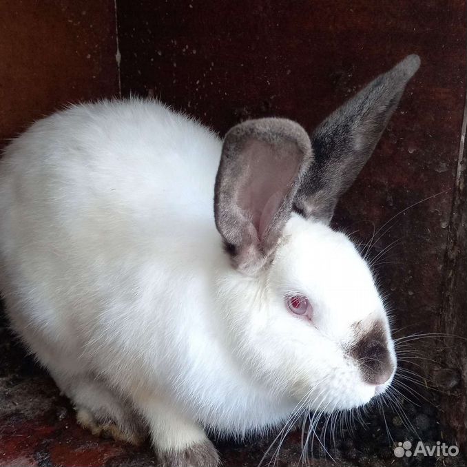 Кролы Калифорнийцы и крольчата на племя