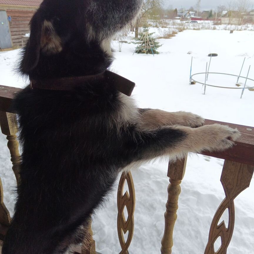 Отдам в добрые руки