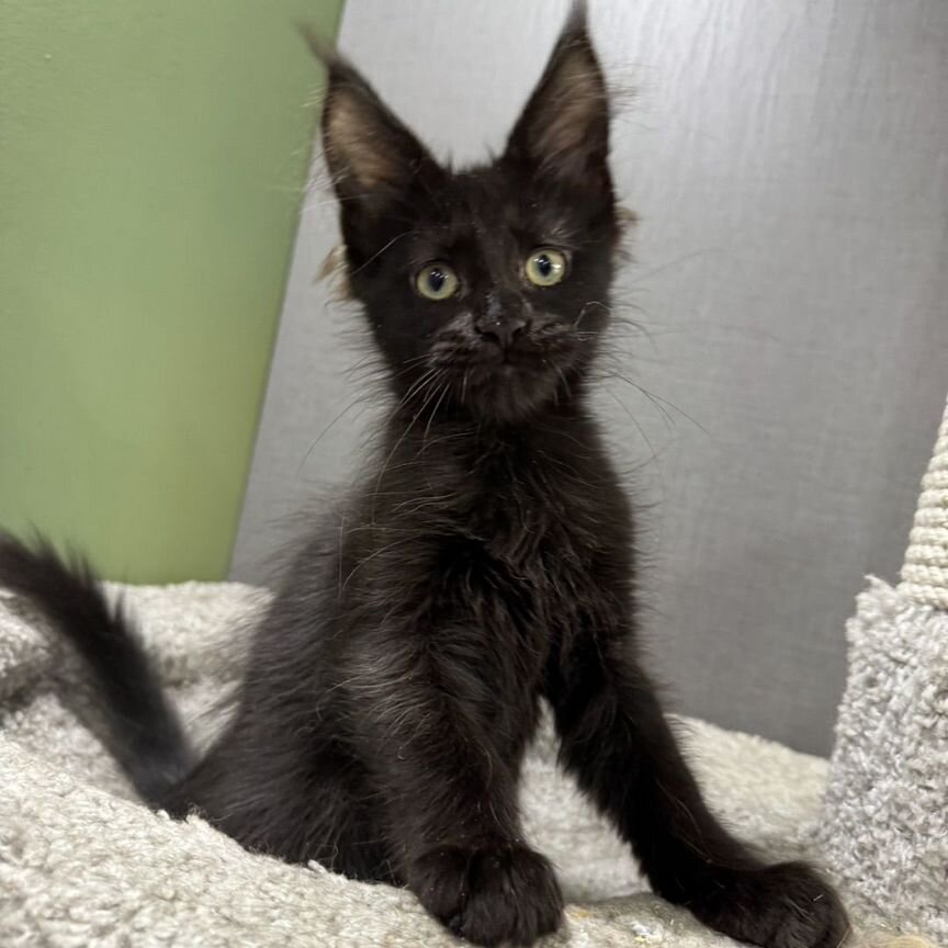 Мейн кун девочка