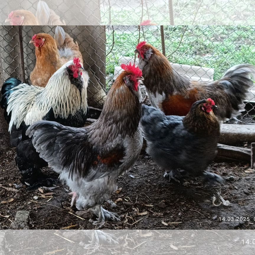 Петух брама обмен