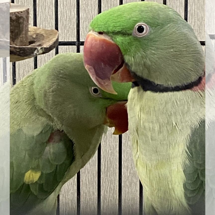 Продаю,ожереловые александрийские,пара 80 000