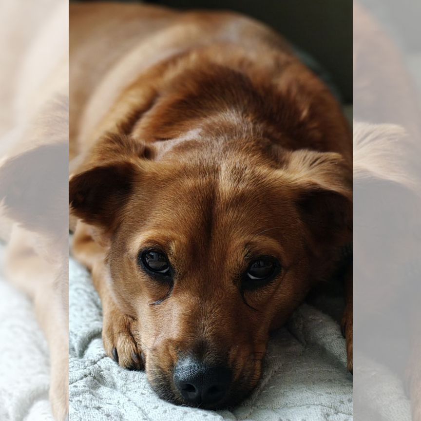 Взрослая собака в добрые руки