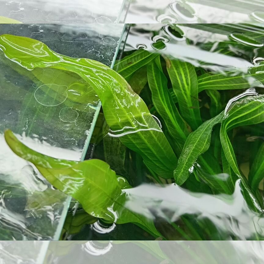 Эхинодорусы Криптокорины