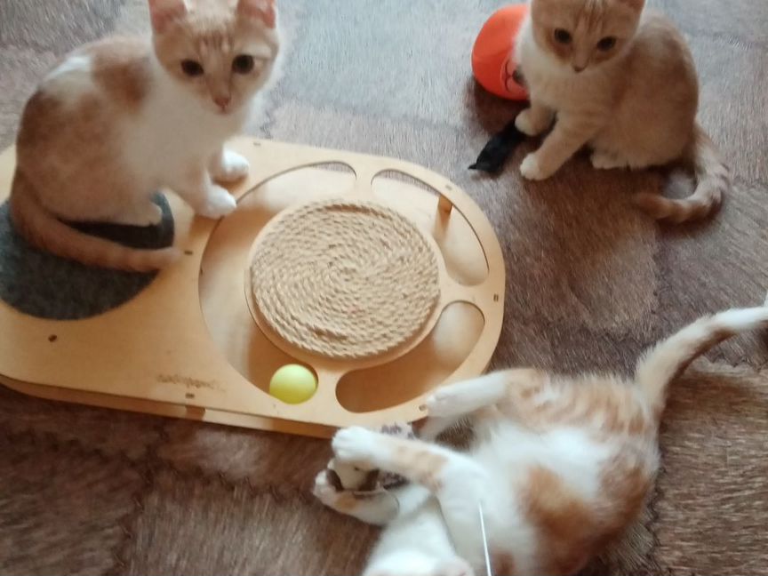 Котята