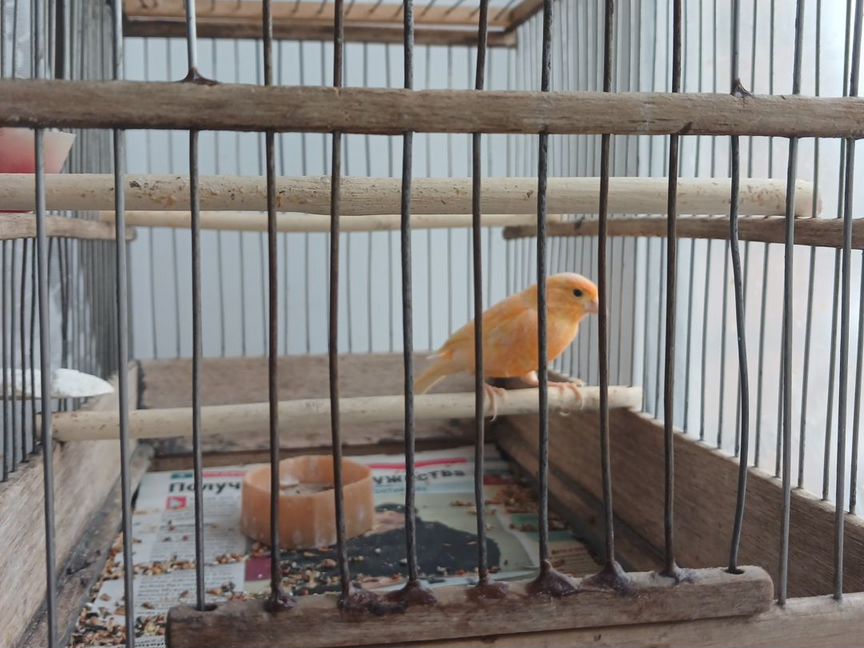 Кенара и канарейки