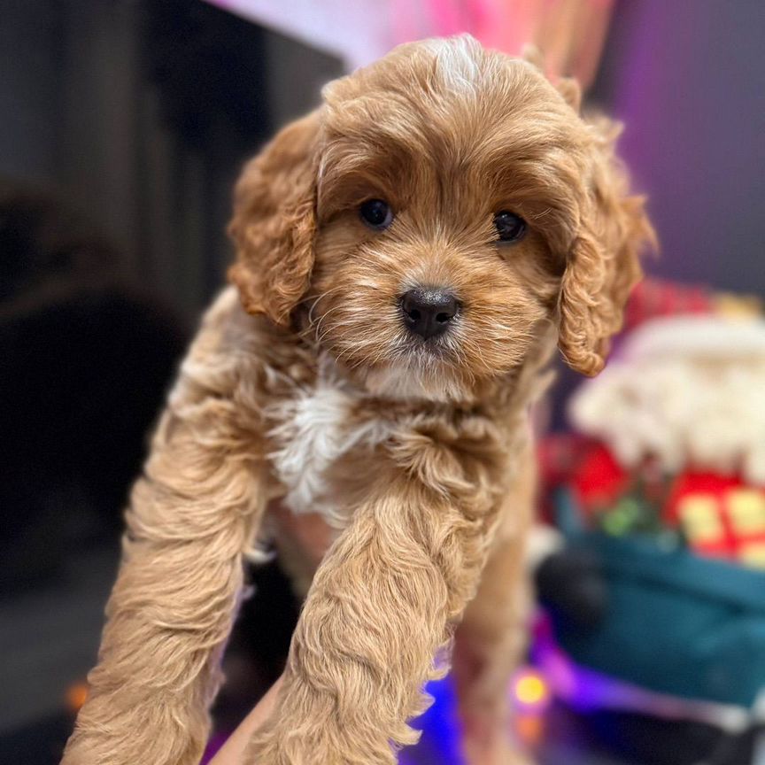 Кавапу, щенок