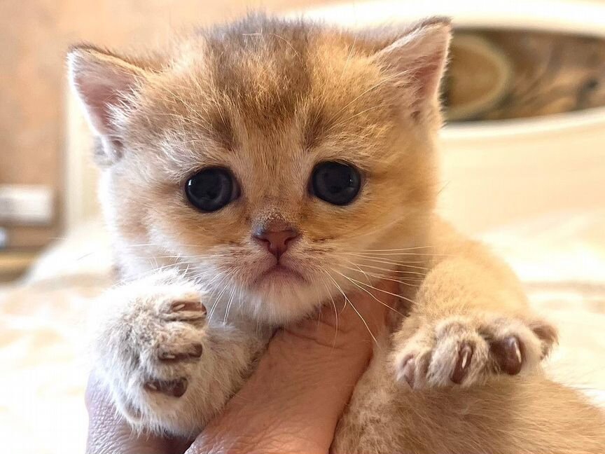 Золотая шишилла Кошечка 1 мес