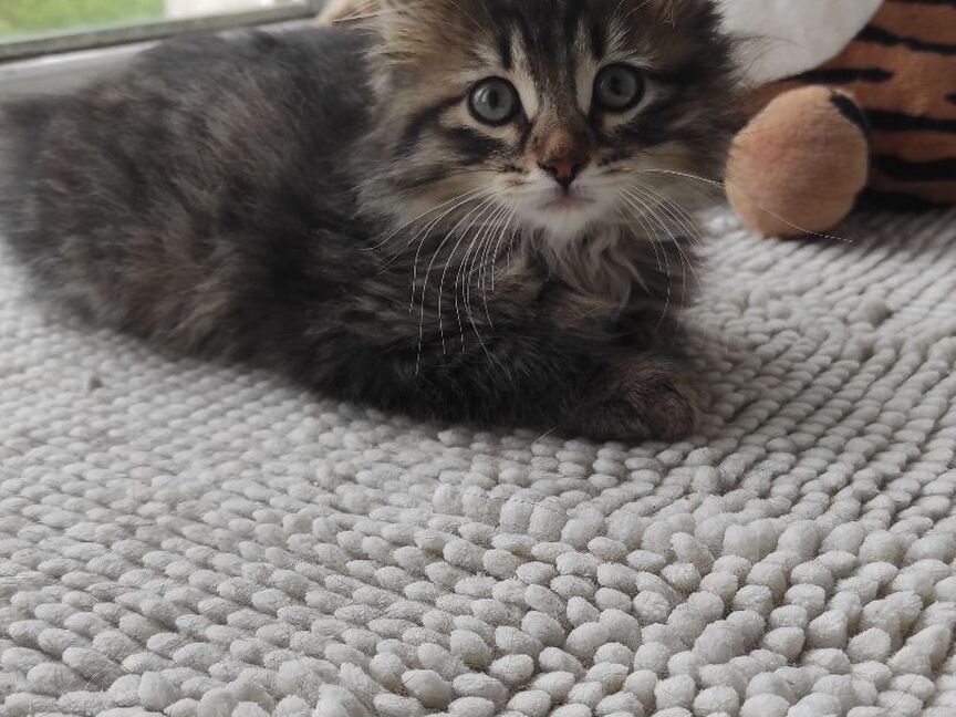 Котята в добрые руки, мальчики 2 мес