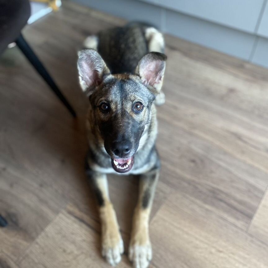 Отдается щенок в добрые руки